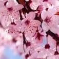 Sakura - Traditional Japanese Song on Koto | LedgerNote